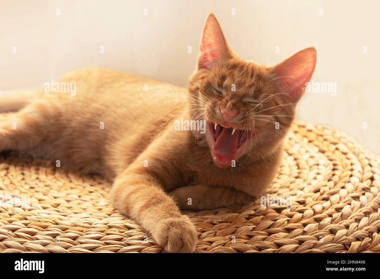 Laughing cat hi-res stock photography and images - Alamy