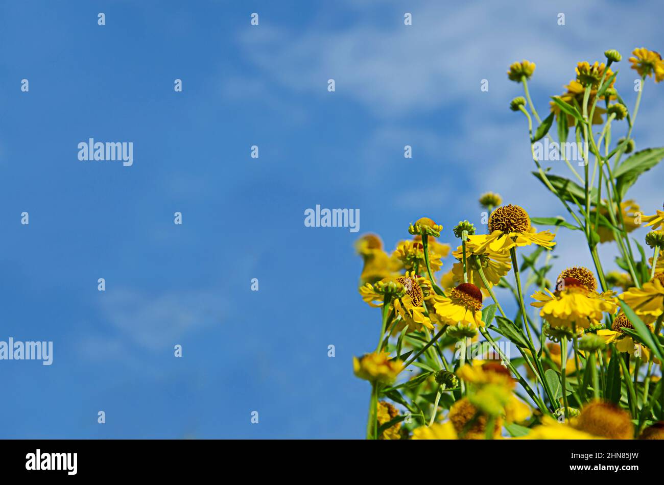 A flowering plant on a blue sky background. Yellow flowers against a ...