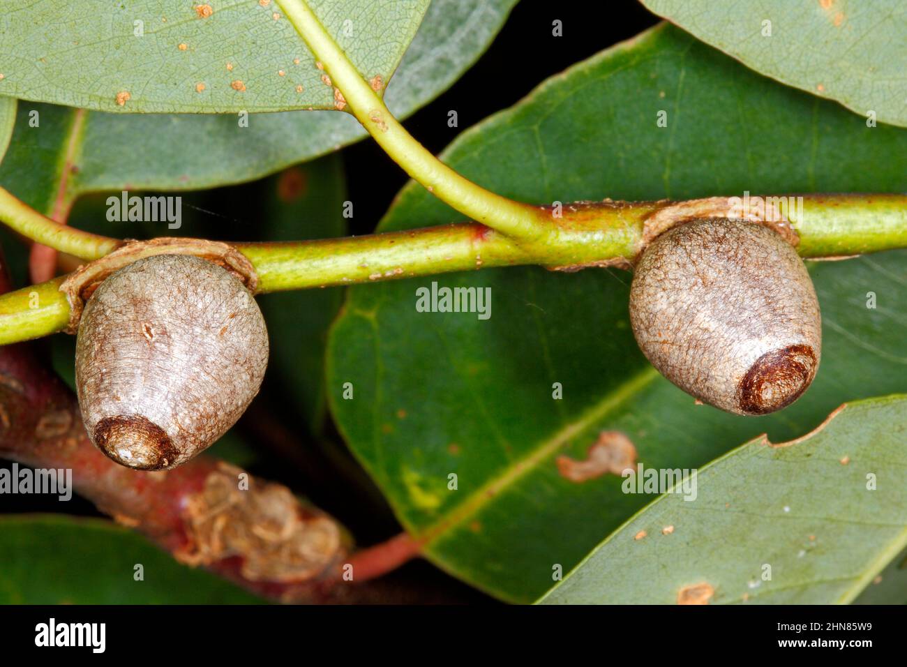 Cocoon of the Mottled Cup Moth caterpillar, Doratifera vulnerans ...