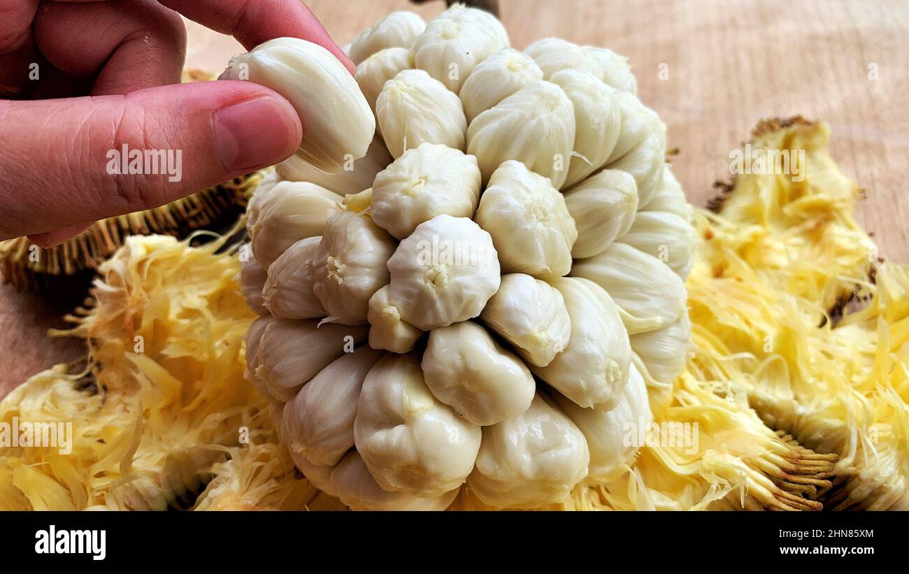 Close up view of hand taking Tarap fruit of Borneo Sabah. Rare fruits ...