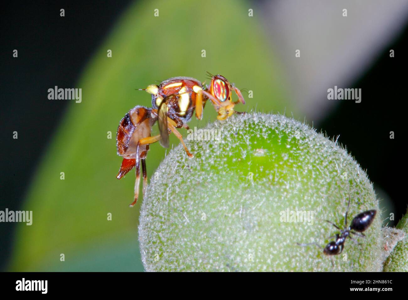 Wild Tobacco Fruit Fly, Bactrocera cacuminata. This fruit fly lives on ...