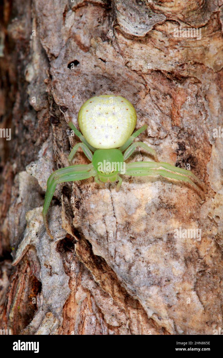 Pink flower spider diaea evanida hi-res stock photography and images ...