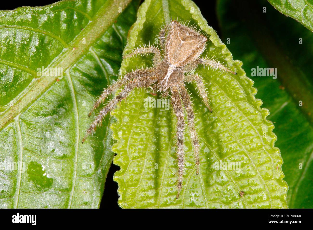 Hairy crab hi-res stock photography and images - Alamy