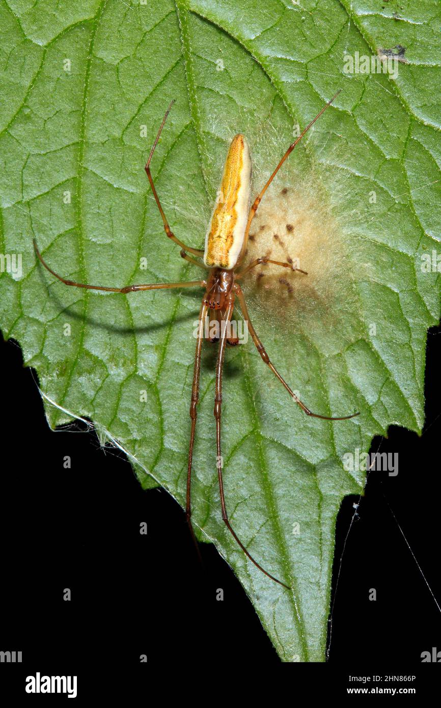Tetragnatha bituberculata hi-res stock photography and images - Alamy