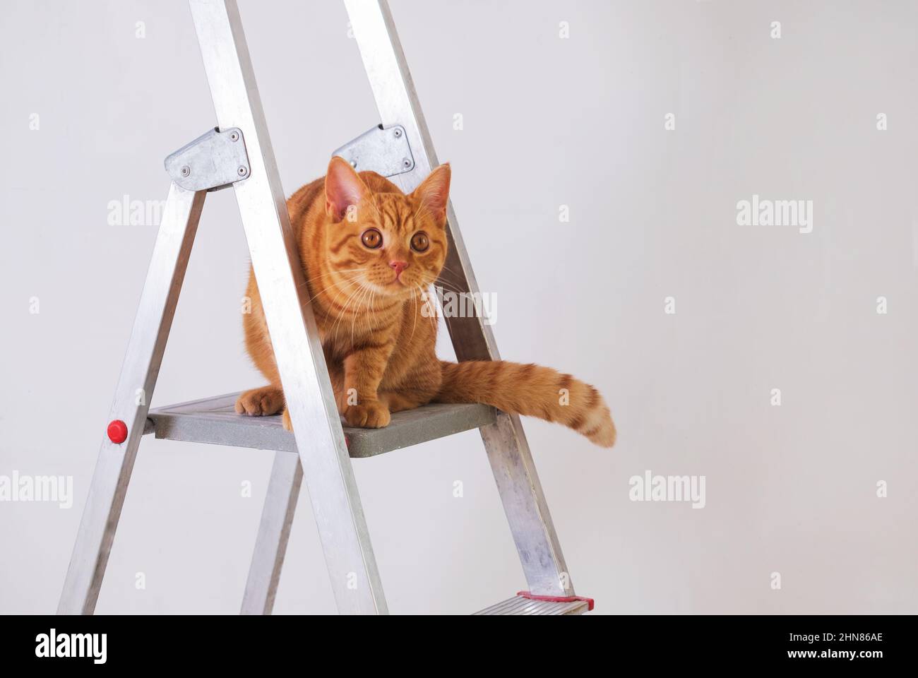 Funny ladder hi-res stock photography and images - Alamy