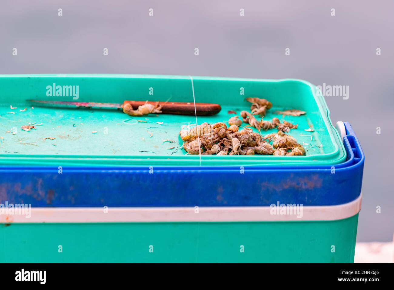 Live crustaceans and shrimps as bait for fishing Stock Photo - Alamy