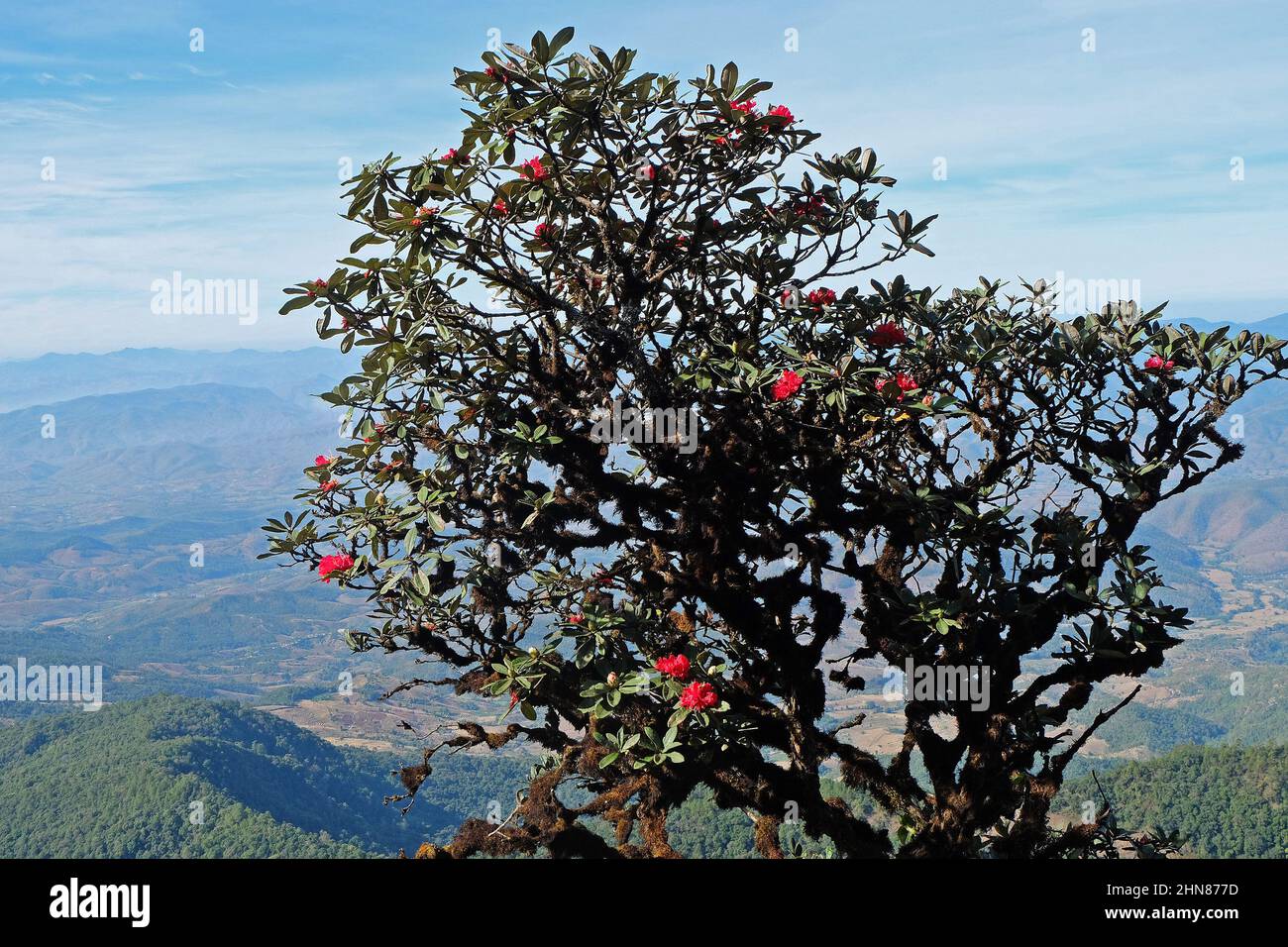 Tree rhododendron rhododendron arboreum hi-res stock photography and ...