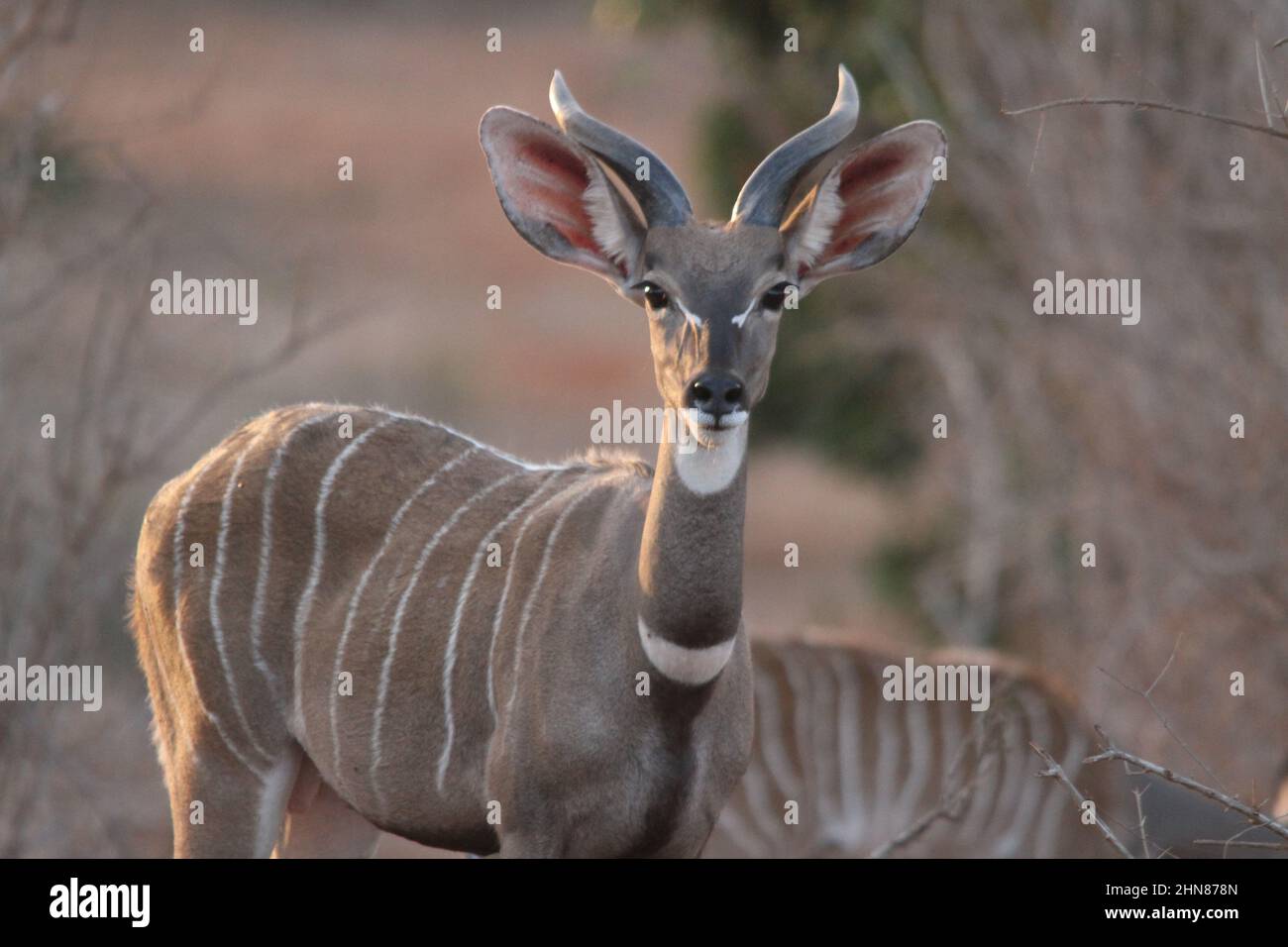 Close-up shot of a lesser kudu in a blurry background Stock Photo - Alamy