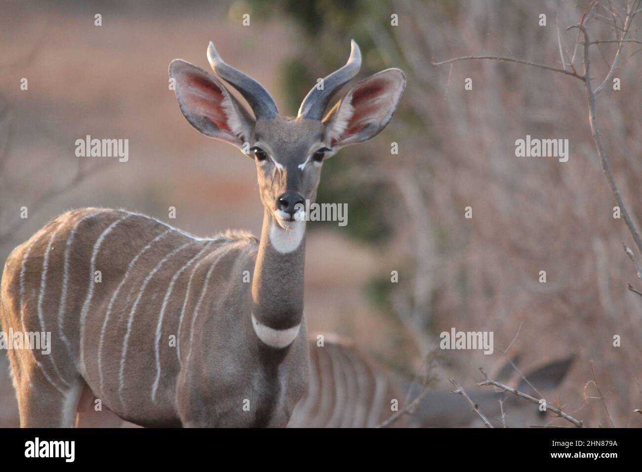Baby lesser kudu hi-res stock photography and images - Alamy