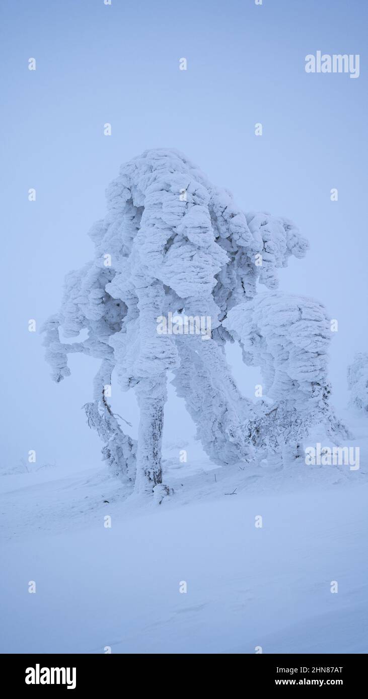 Vertical of a tree covered with heavy snow in winter against a white ...