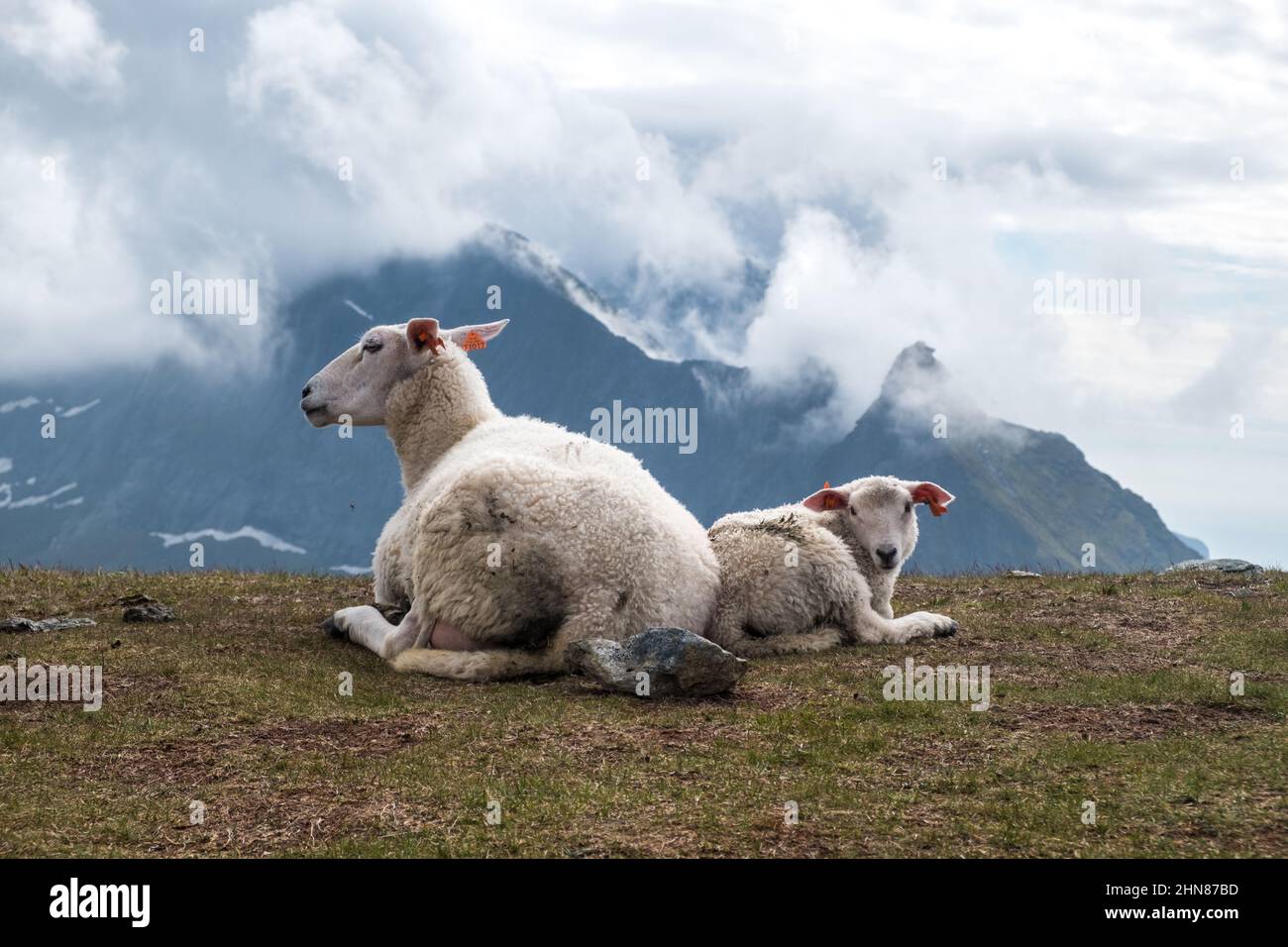 View of an east friesian sheep and its lamb laying down on grass Stock ...