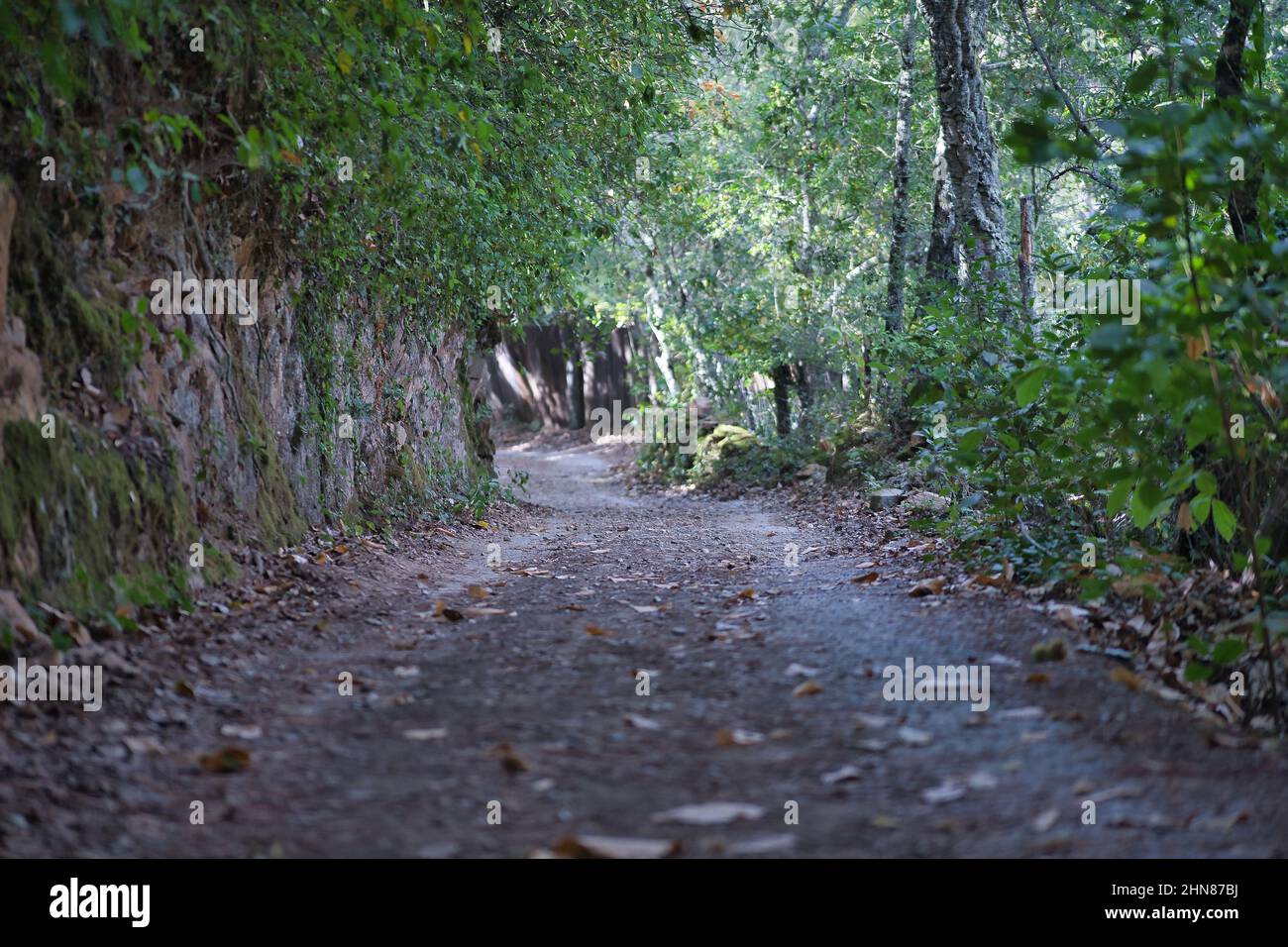 Empty trail passing through the green forest Stock Photo - Alamy