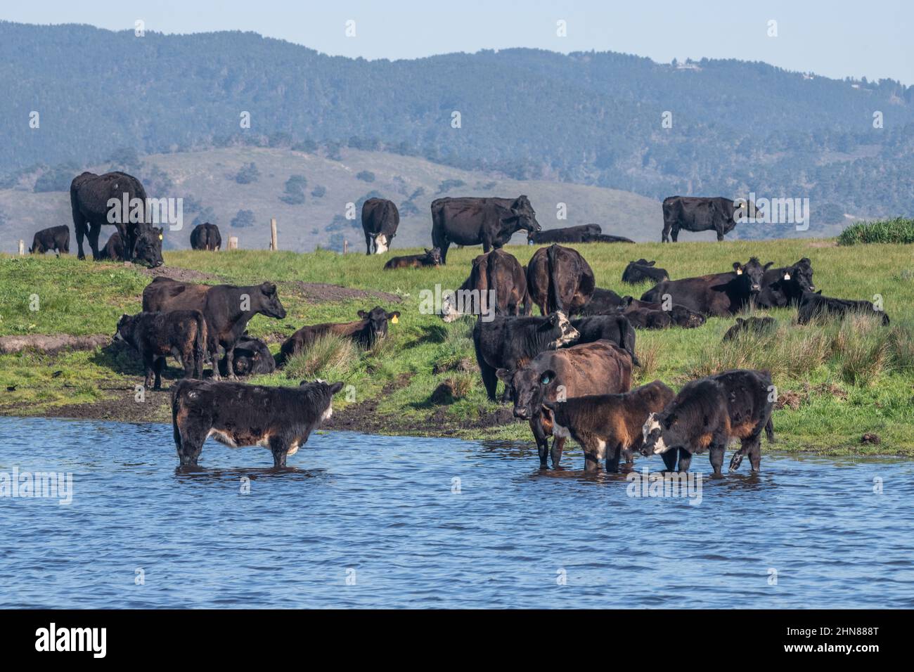 A herd of cows stand at the edge of a pond & pasture in Point Reyes ...