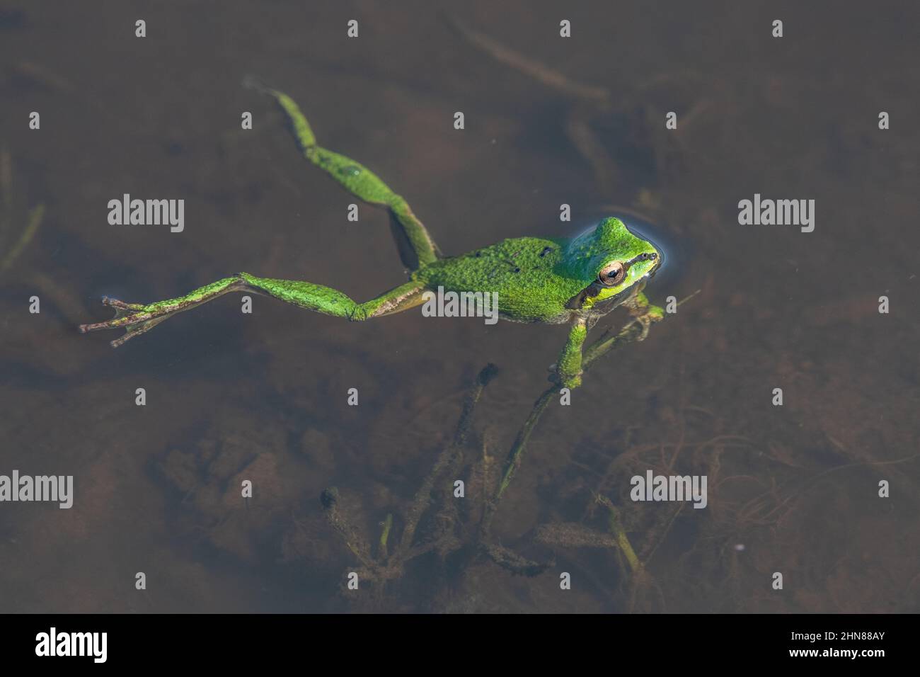 Sierran treefrog (Pseudacris sierra) floating in a freshwater pond in ...