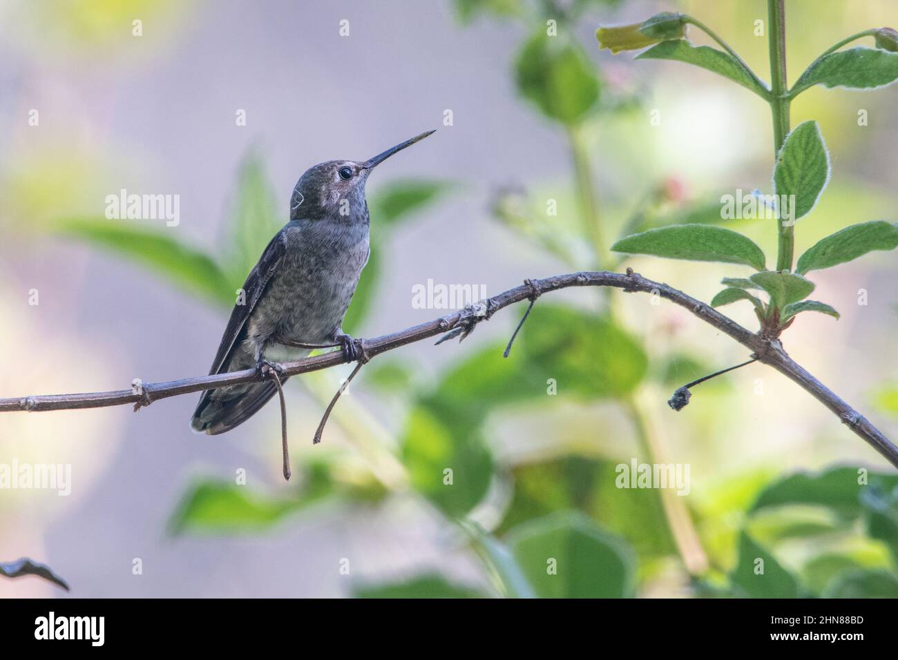 Anna's hummingbird (Calypte anna) perched in a bush at Point Reyes ...