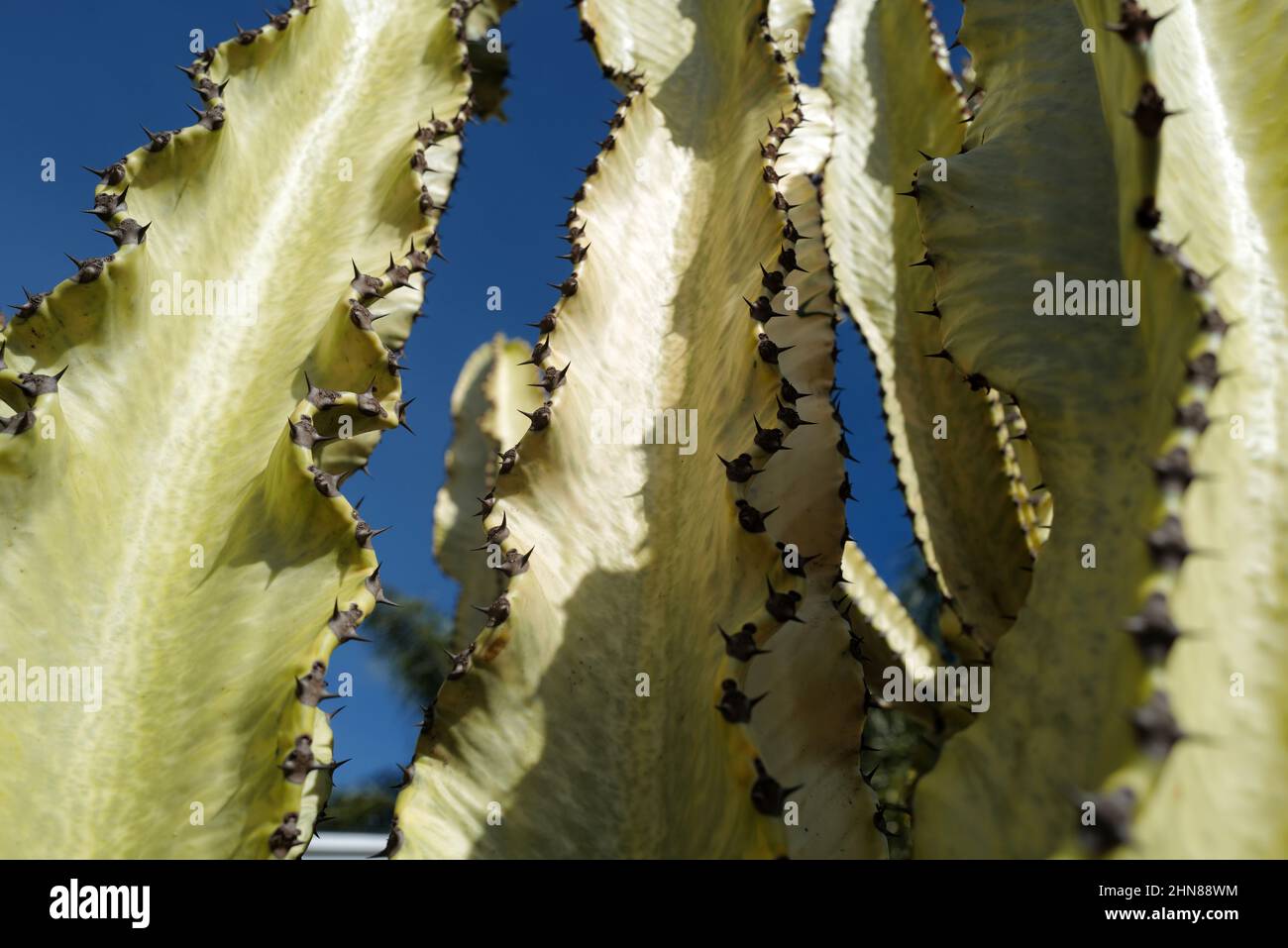 Cactus backdround, cacti design or cactaceae pattern Stock Photo - Alamy