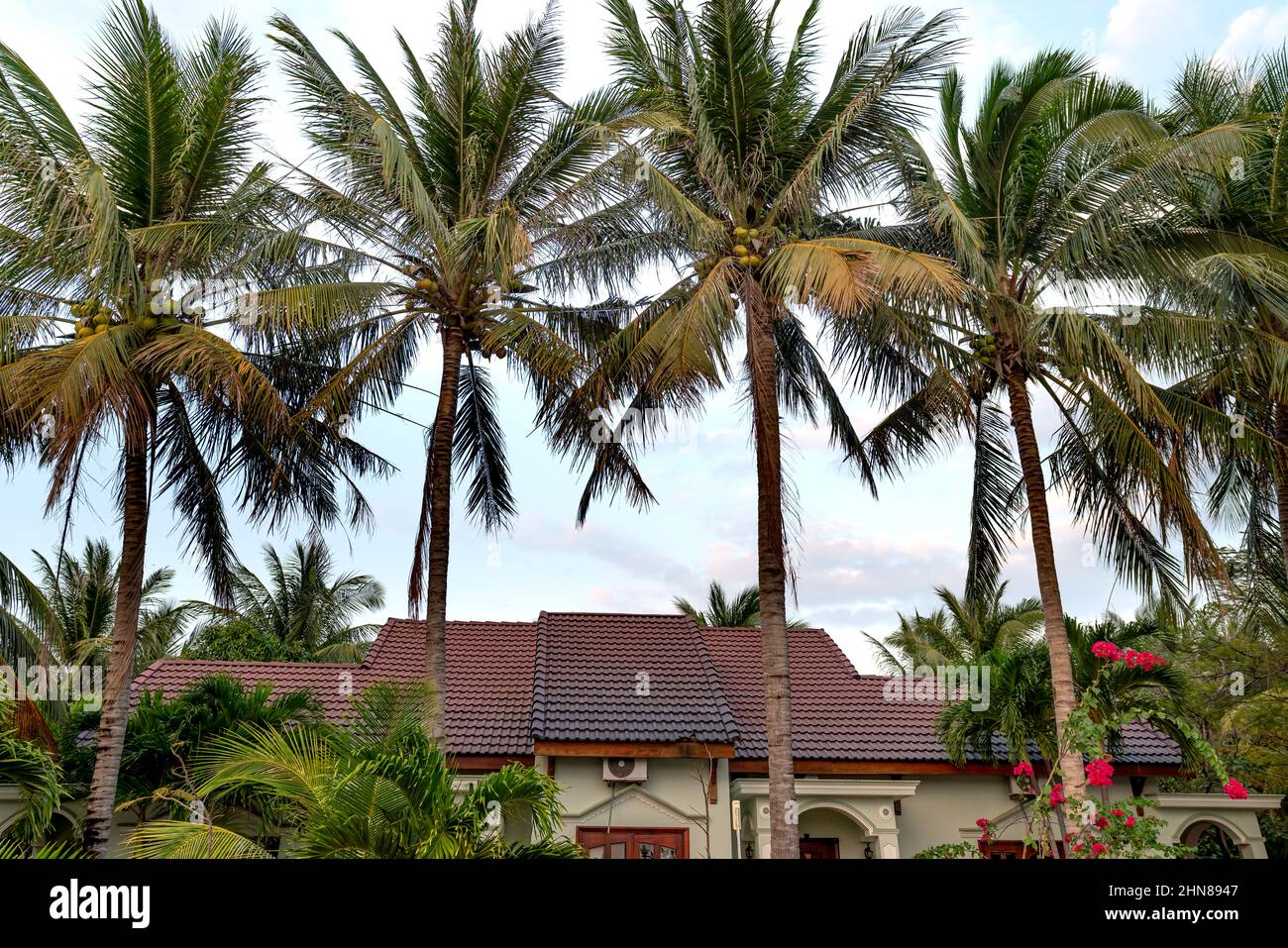Beautiful house with rows of coconut trees in the countryside of ...