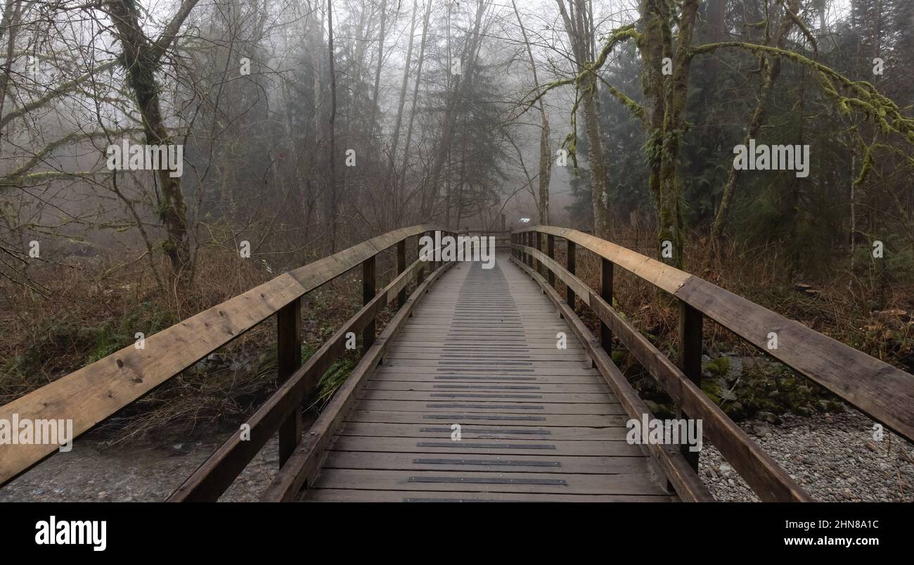 Path in the Canadian rain forest with green trees Stock Photo - Alamy