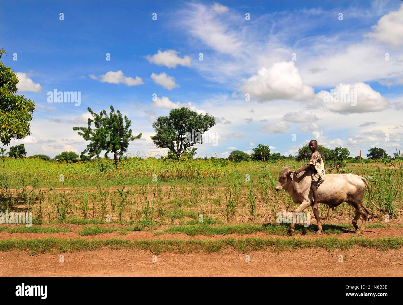 Cow boy riding hi-res stock photography and images - Alamy