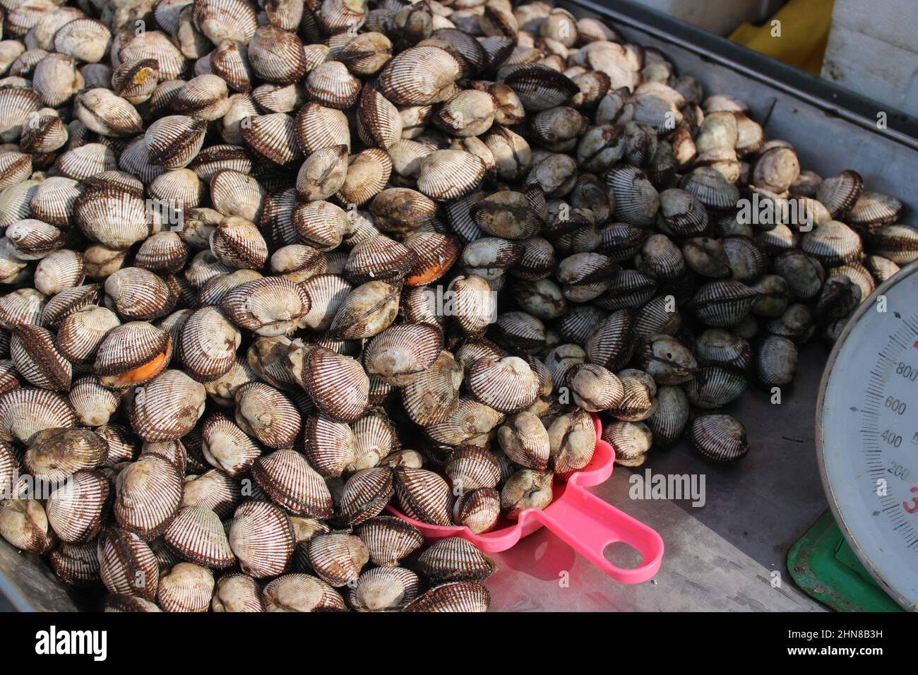 Clam shells for sale hi-res stock photography and images - Alamy