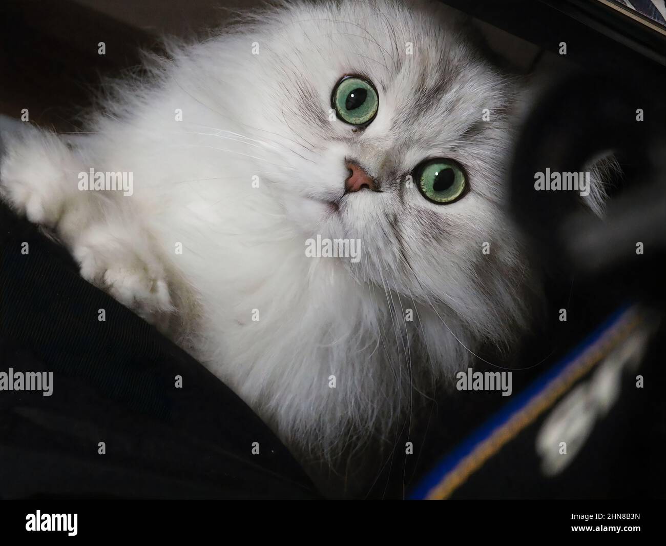 Close-up shot of the face of a beautiful silver chinchilla persian cat ...
