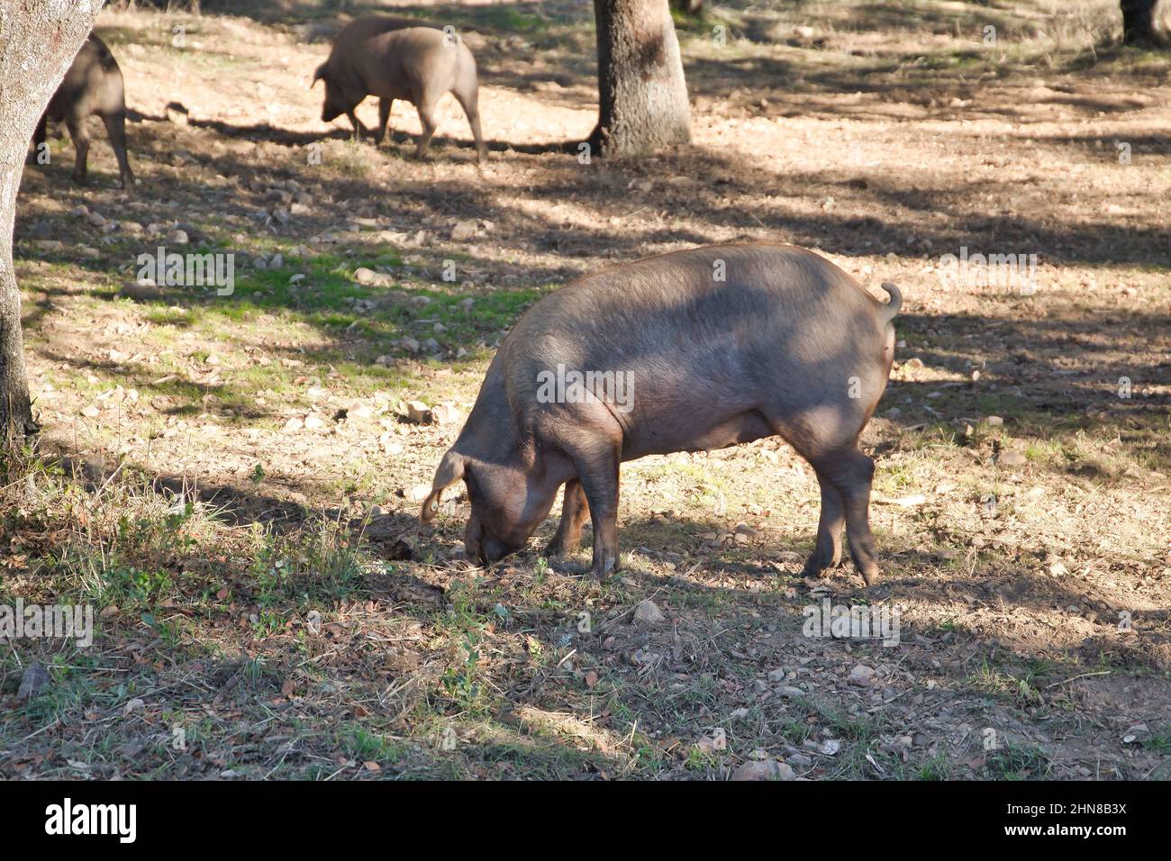 Iberian pigs grazing in the meadow. The traditional breed, Sus scrofa ...