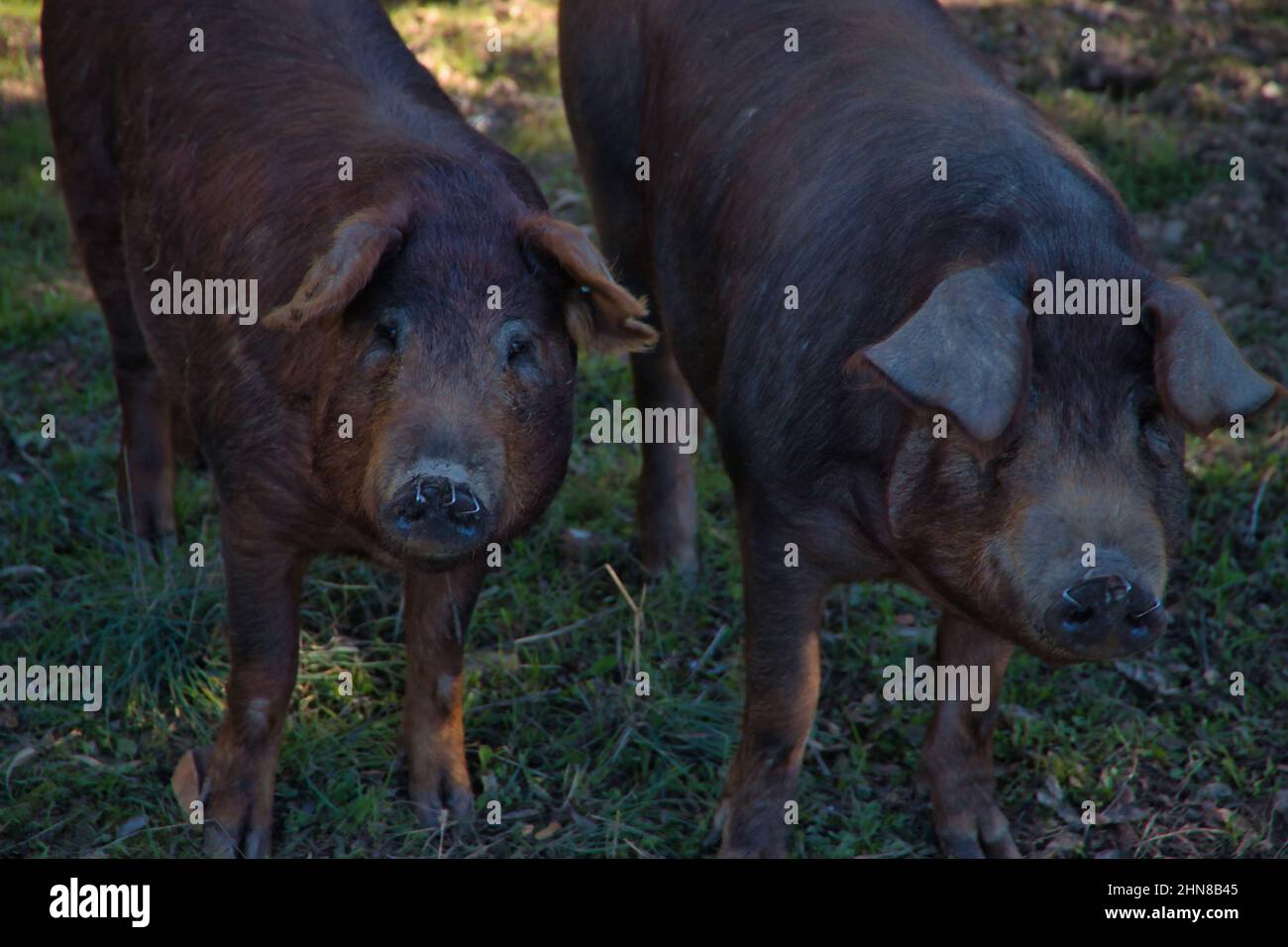 Domestic pig sus domesticus breed hi-res stock photography and images ...