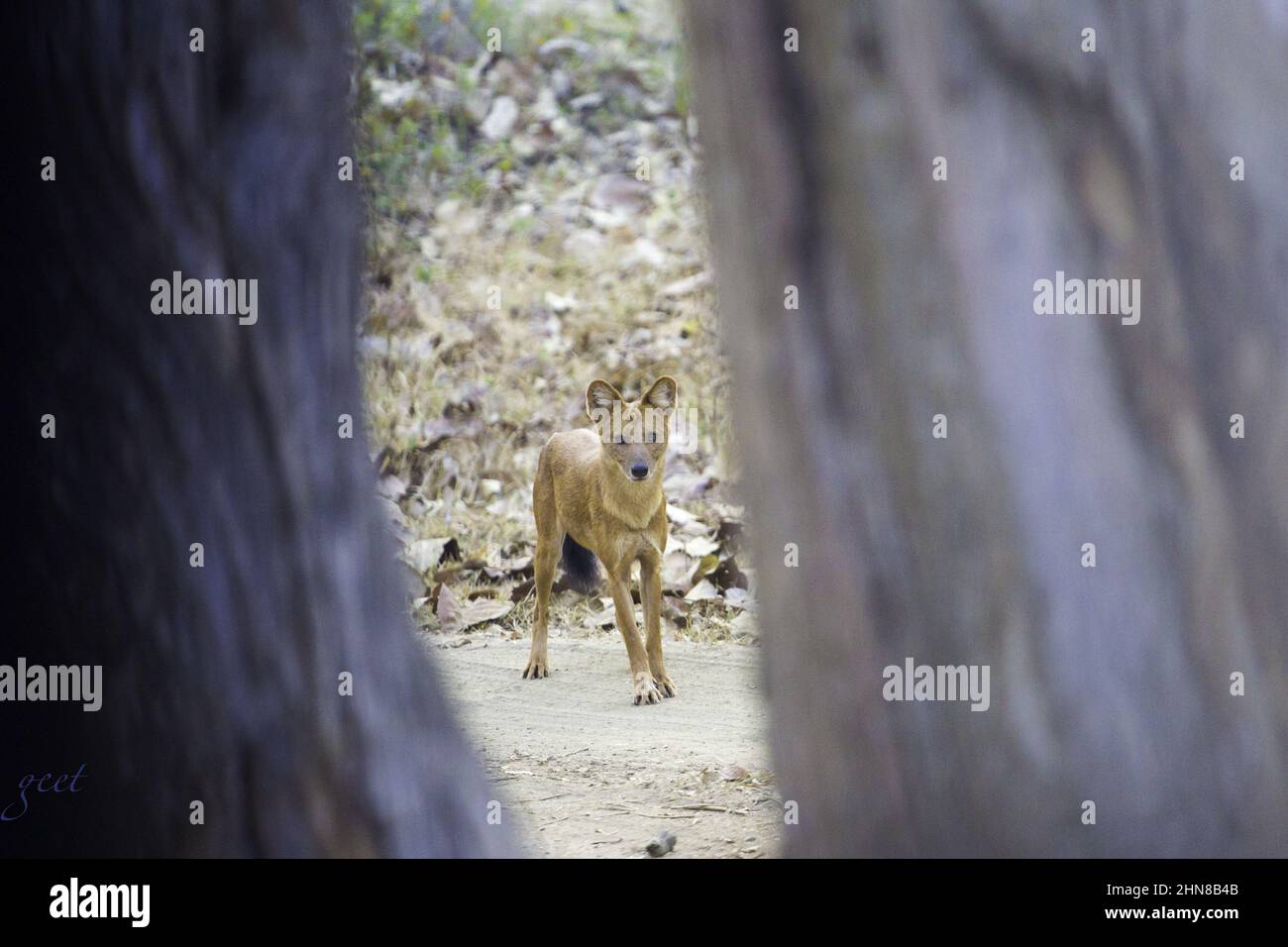 Look at the dingo between trees Stock Photo - Alamy