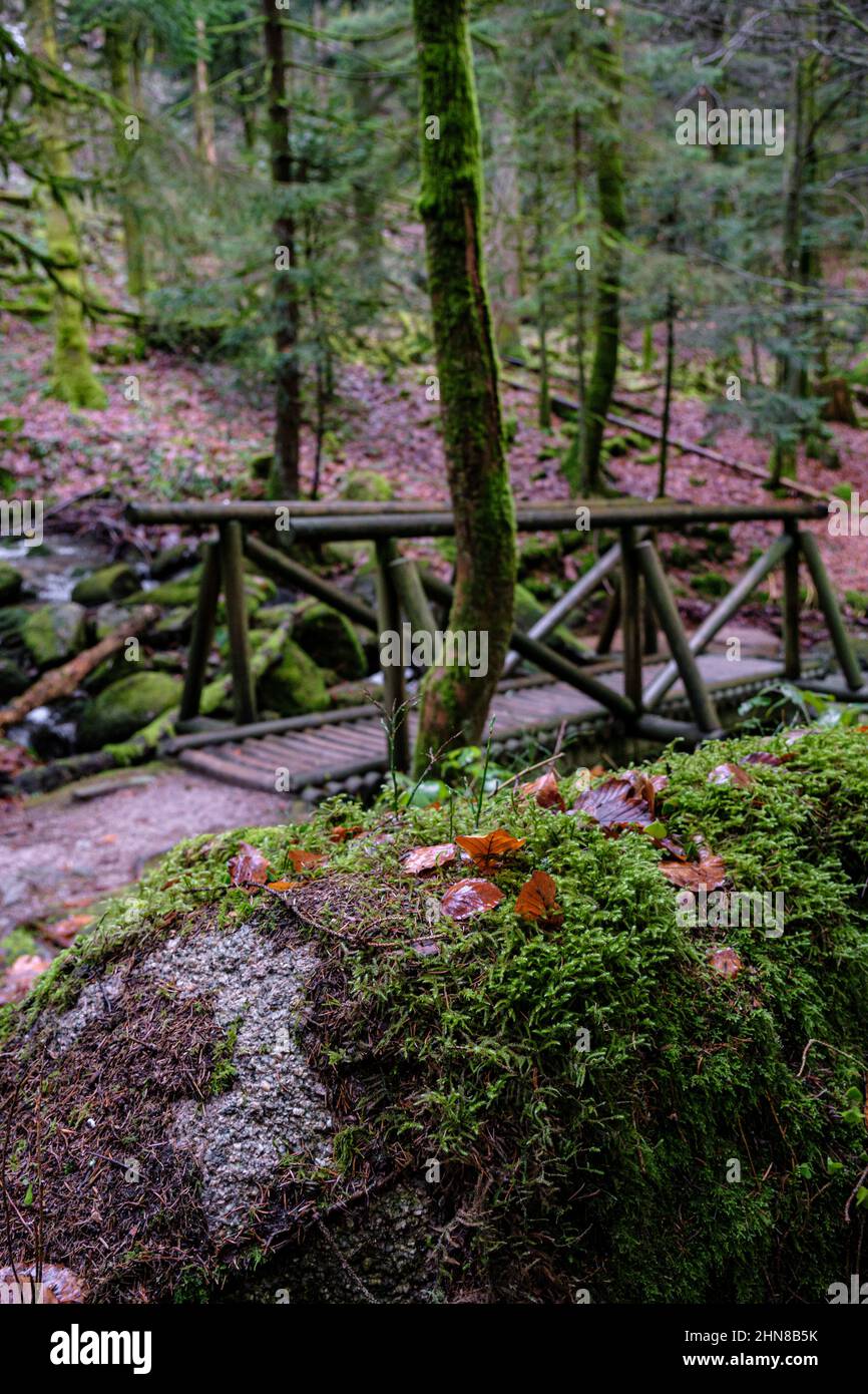 Vertical shot of an old small wooden bridge in the forest. Black Forest ...