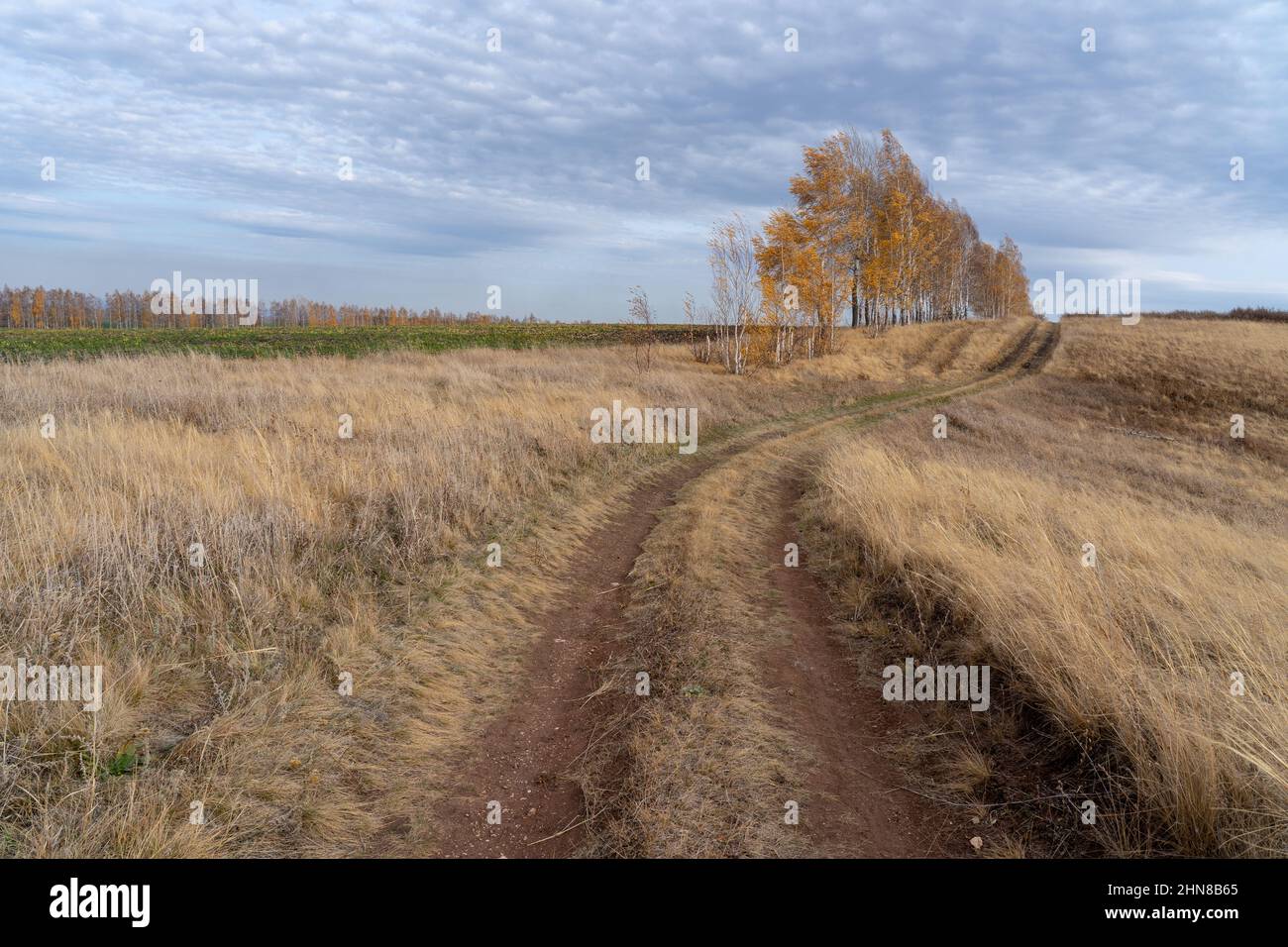 Beautiful autumn landscape with the dry meadow and the trees in the background Stock Photo - Alamy