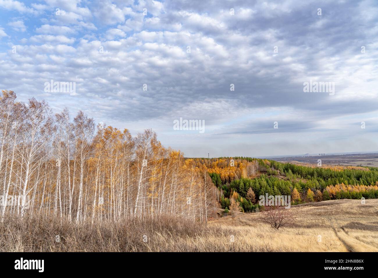 Beautiful autumn landscape with the dry meadow and the forest in the ...