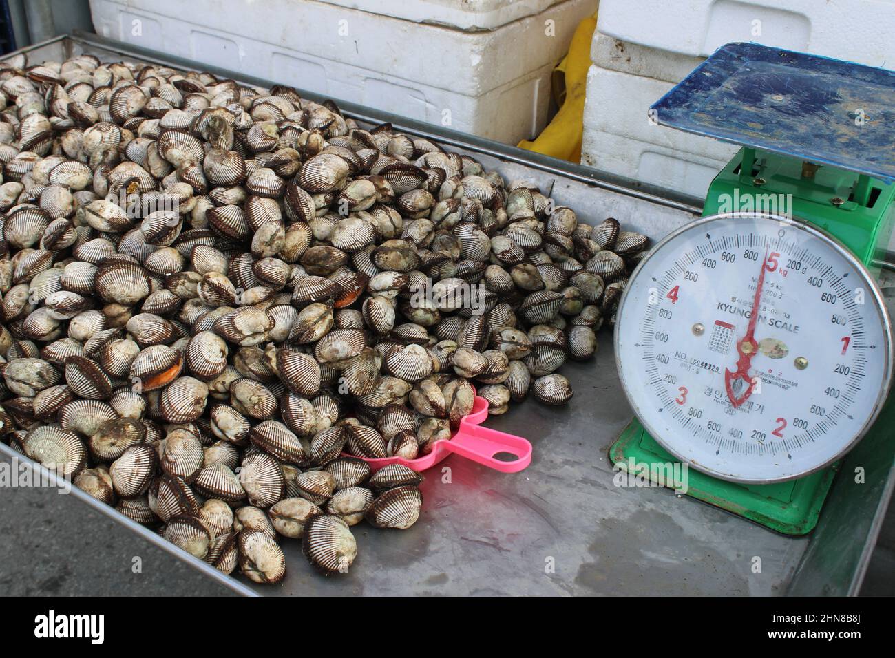 Pink clam meat hi-res stock photography and images - Alamy