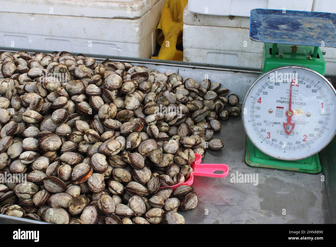 Pink Clam Meat High Resolution Stock Photography and Images - Alamy