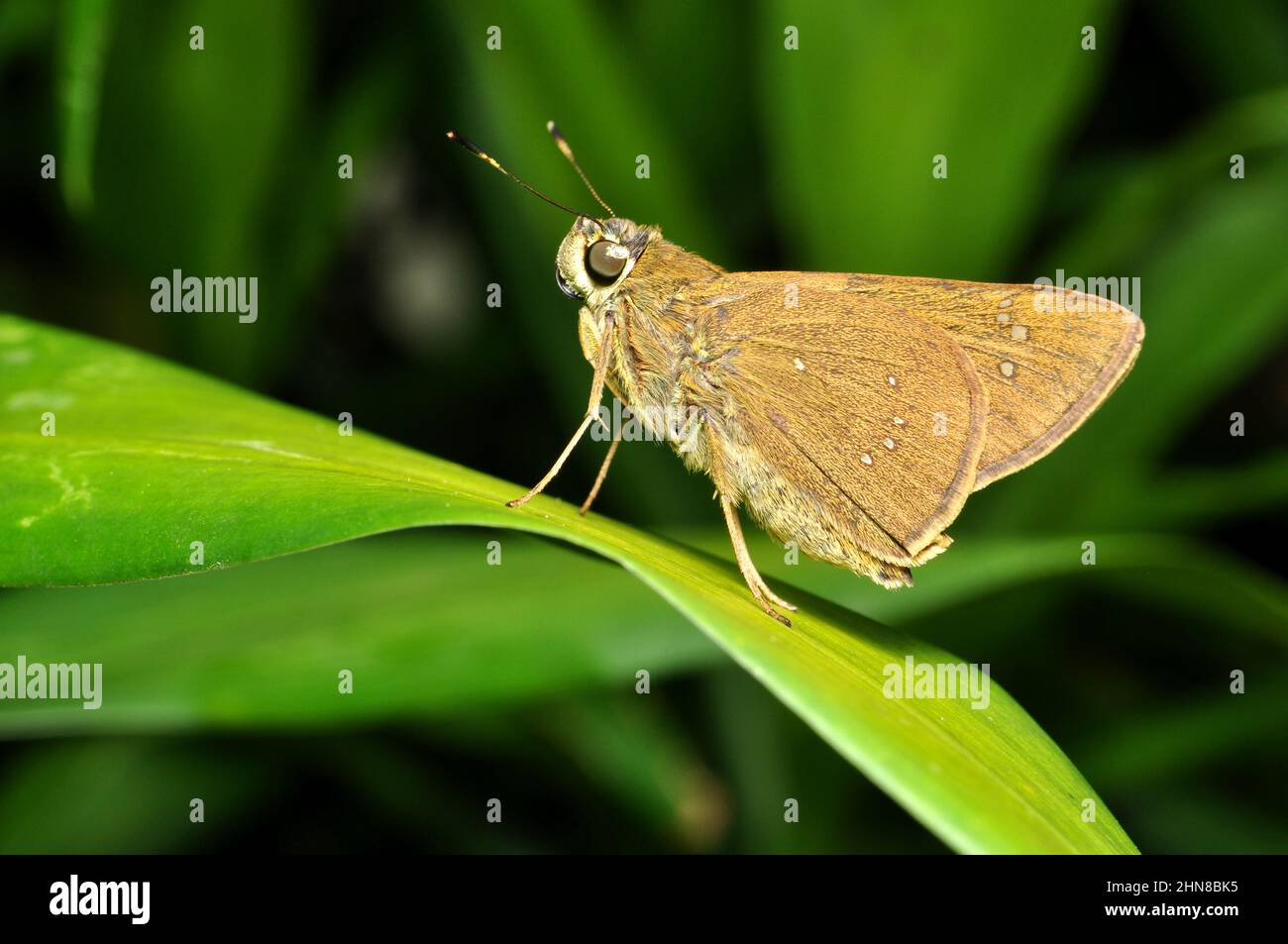 Pelopidas mathias or the dark small branded swift is a butterfly ...