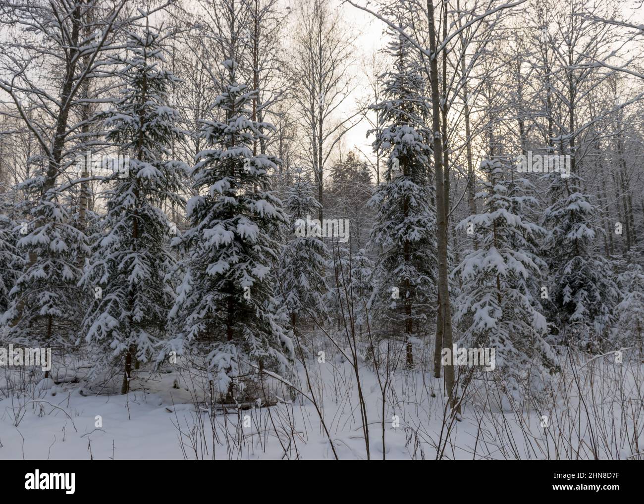 traditional winter landscape with snowy trees, winter magic Stock Photo ...