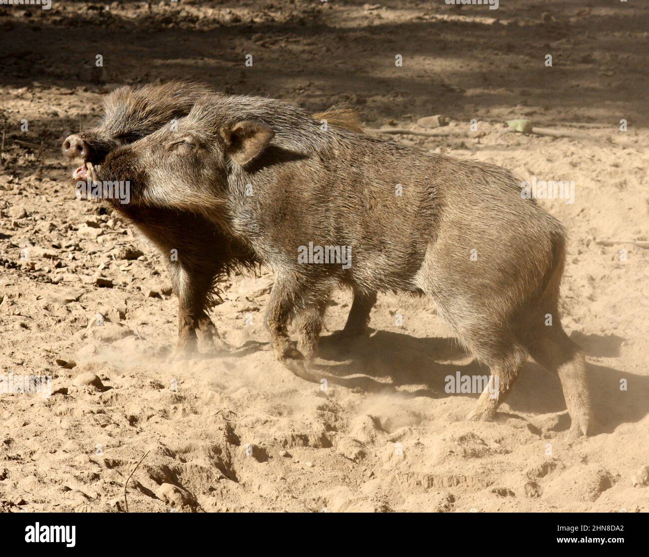 Two Indian boars (Sus scrofa cristatus) competing with each other ...