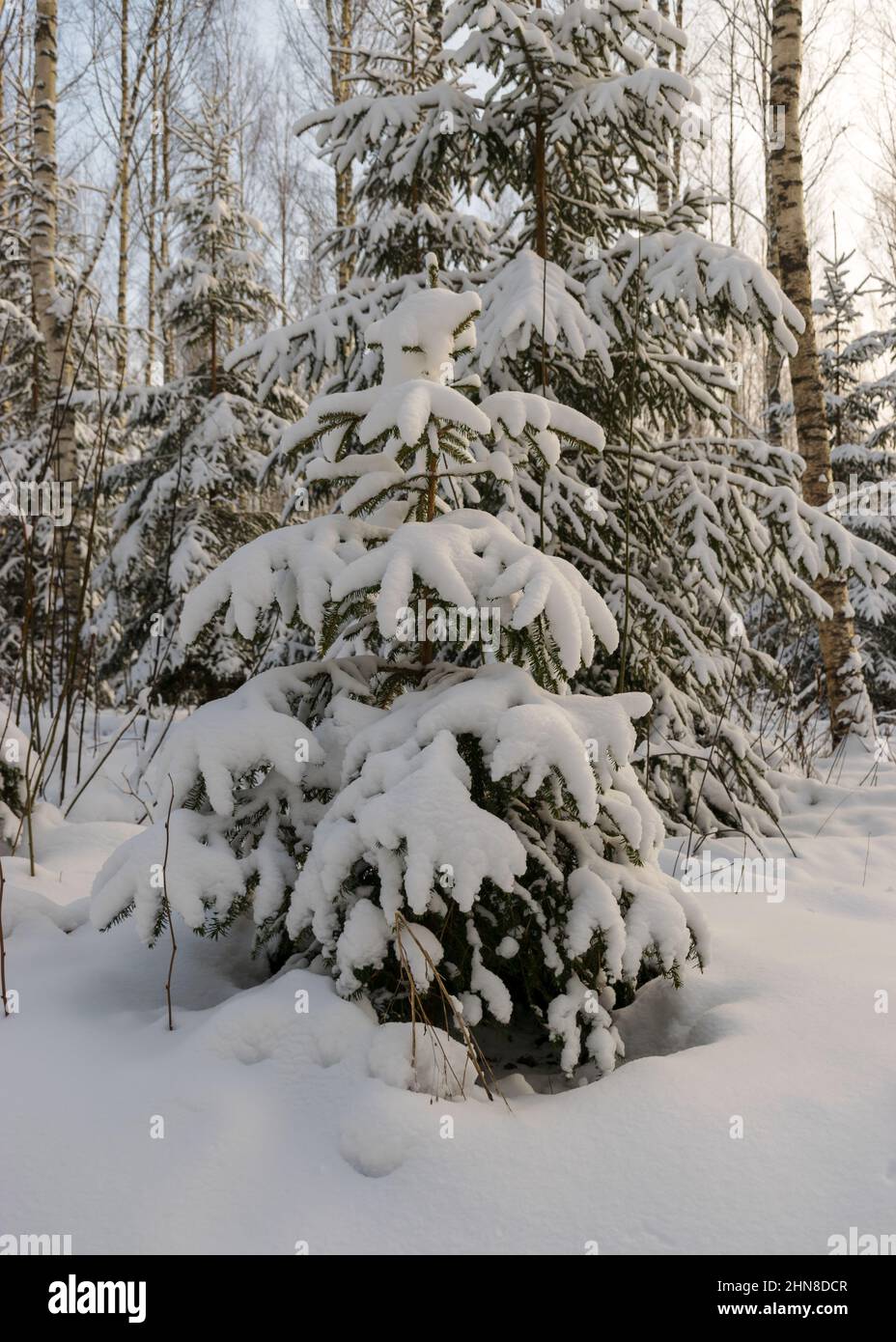 traditional winter landscape with snowy trees, winter magic Stock Photo ...