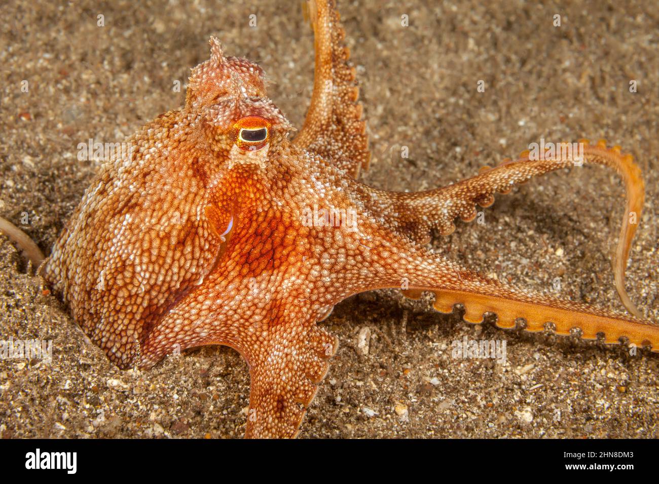 The short armed sand octopus, Amphioctopus arenicola, lives in a small ...