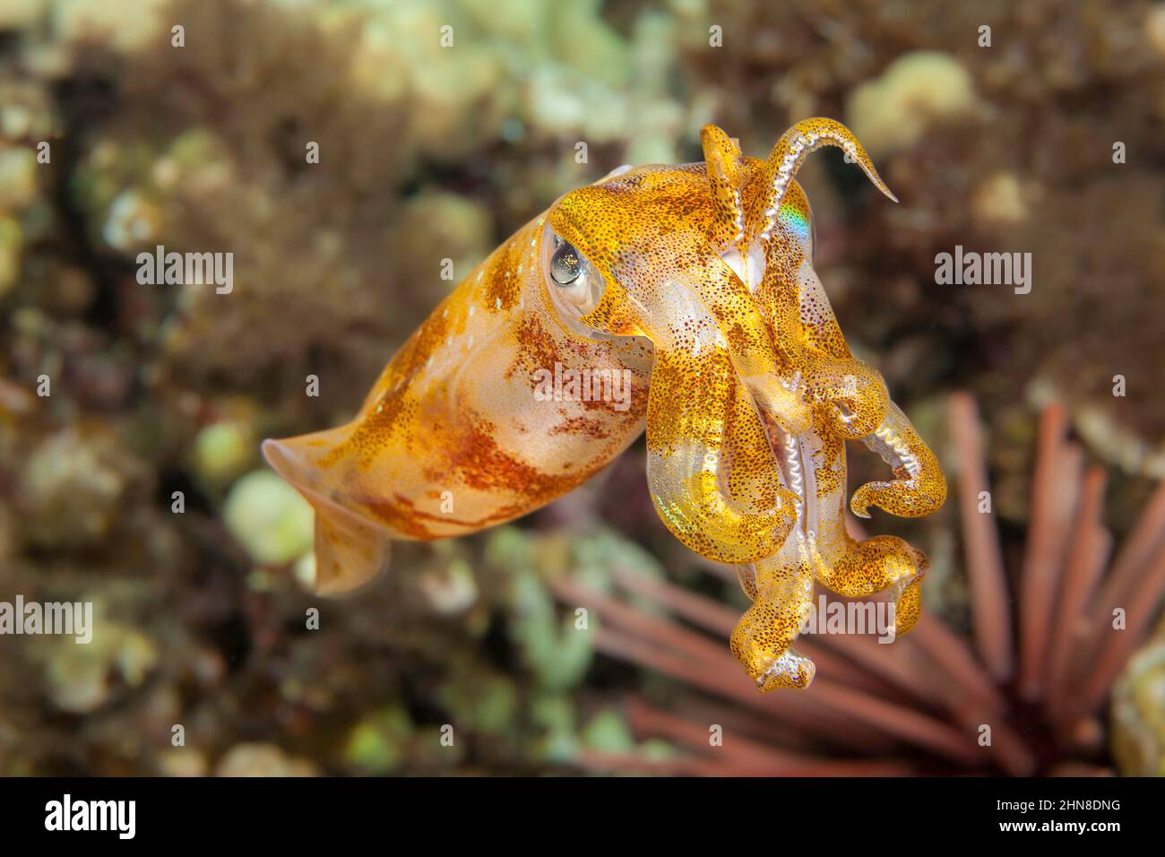 Living loliginidae hi-res stock photography and images - Alamy