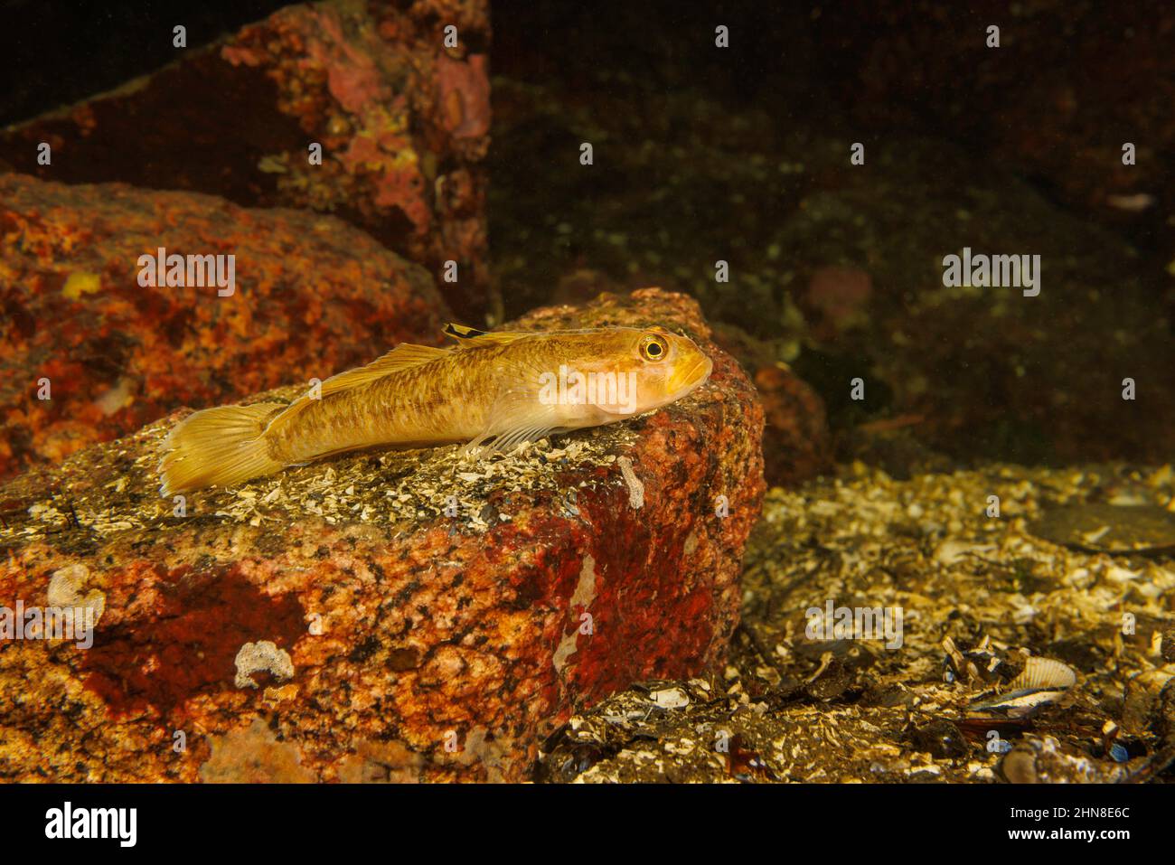 The blackeye goby, Rhinogobiops nicholsii, is the sole species ...