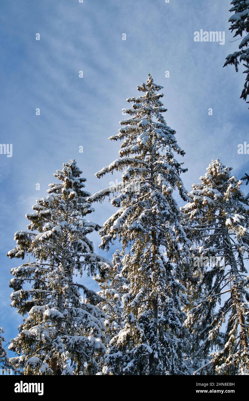 Frosty treetops in landscape hi-res stock photography and images - Alamy