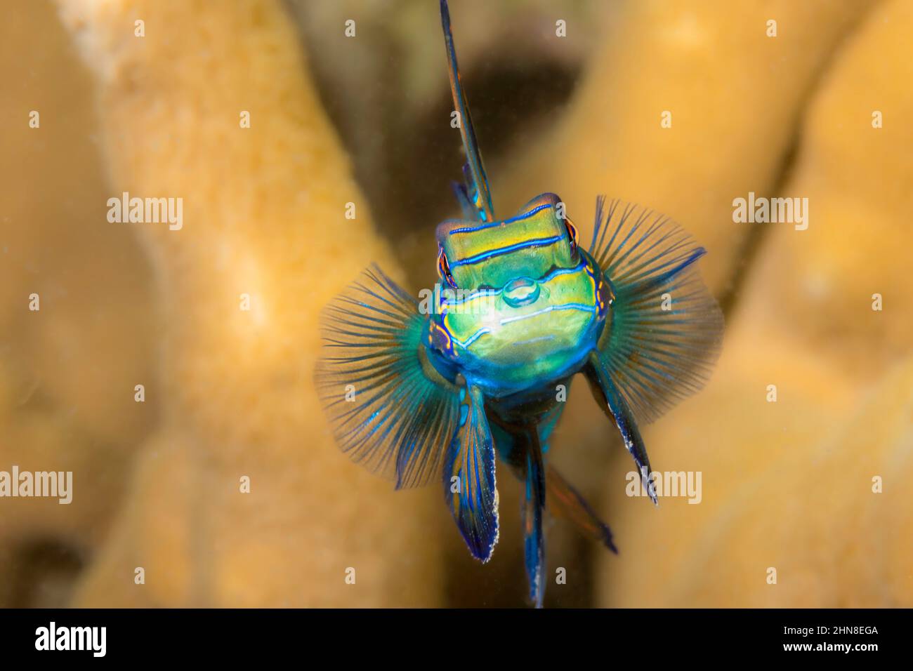 Callionymidae hi-res stock photography and images - Alamy