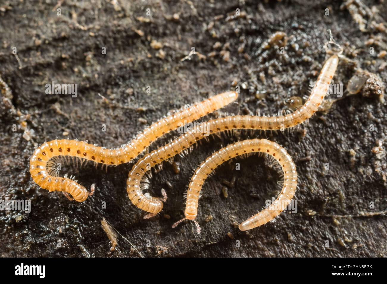 Snake millipedes under a rotten log (Julidae sp Stock Photo - Alamy