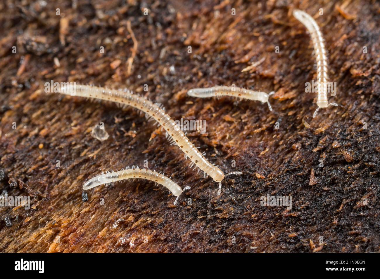 Under rotting log hi-res stock photography and images - Alamy