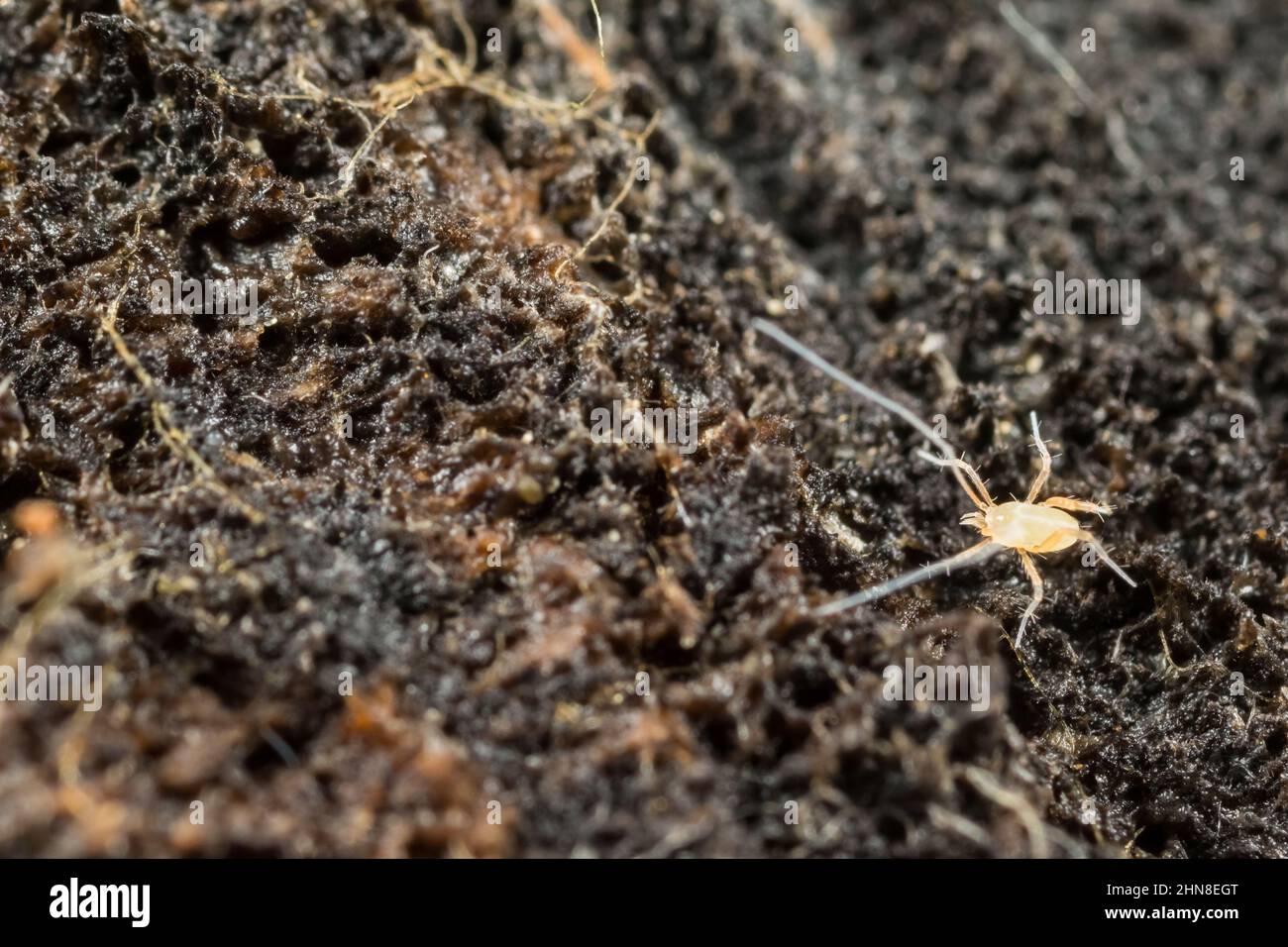 Trombidiformes hi-res stock photography and images - Alamy