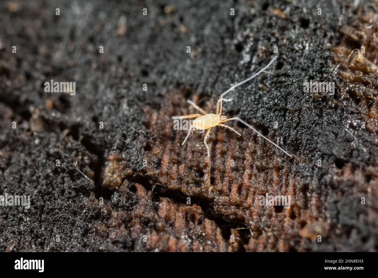 Trombidiform mite (Linopodes sp Stock Photo - Alamy