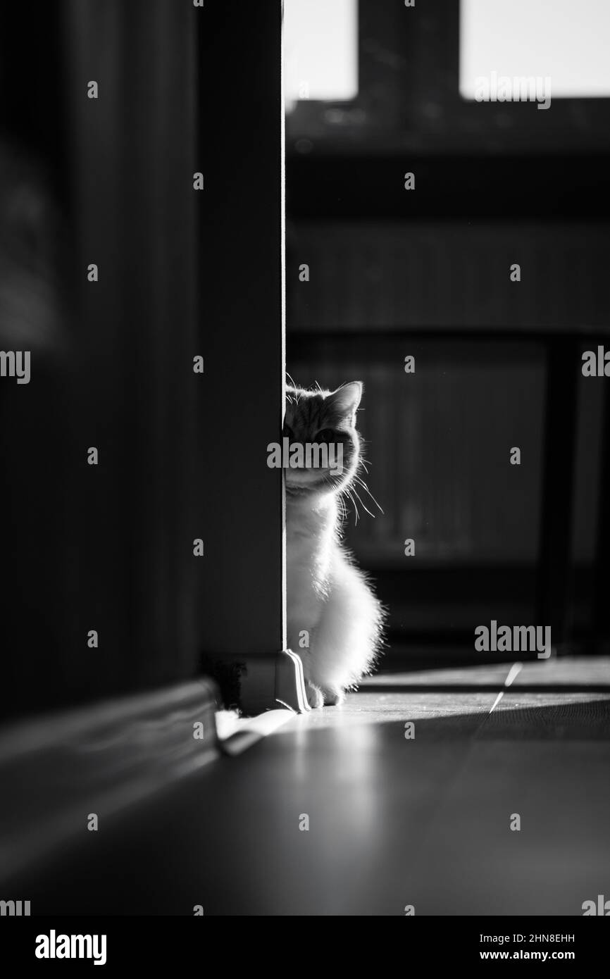 Grayscale shot of a cat sitting behind the wall and looking at the ...