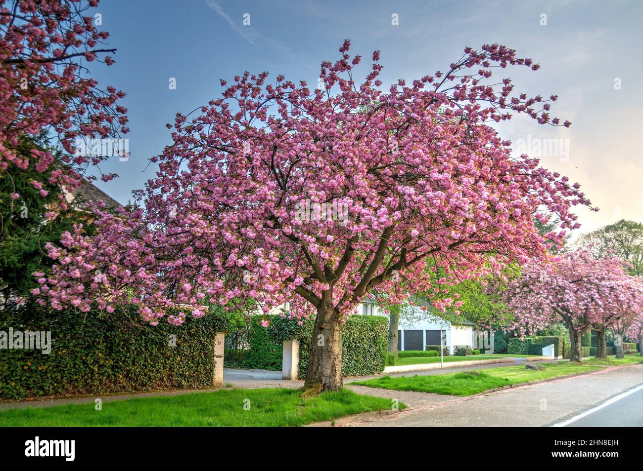 Pink flowering trees by sidewalk Stock Photo - Alamy