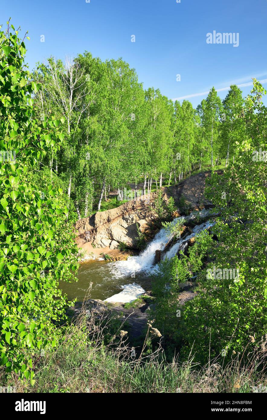 Forest waterfall among birches in spring. Young birches with fresh ...