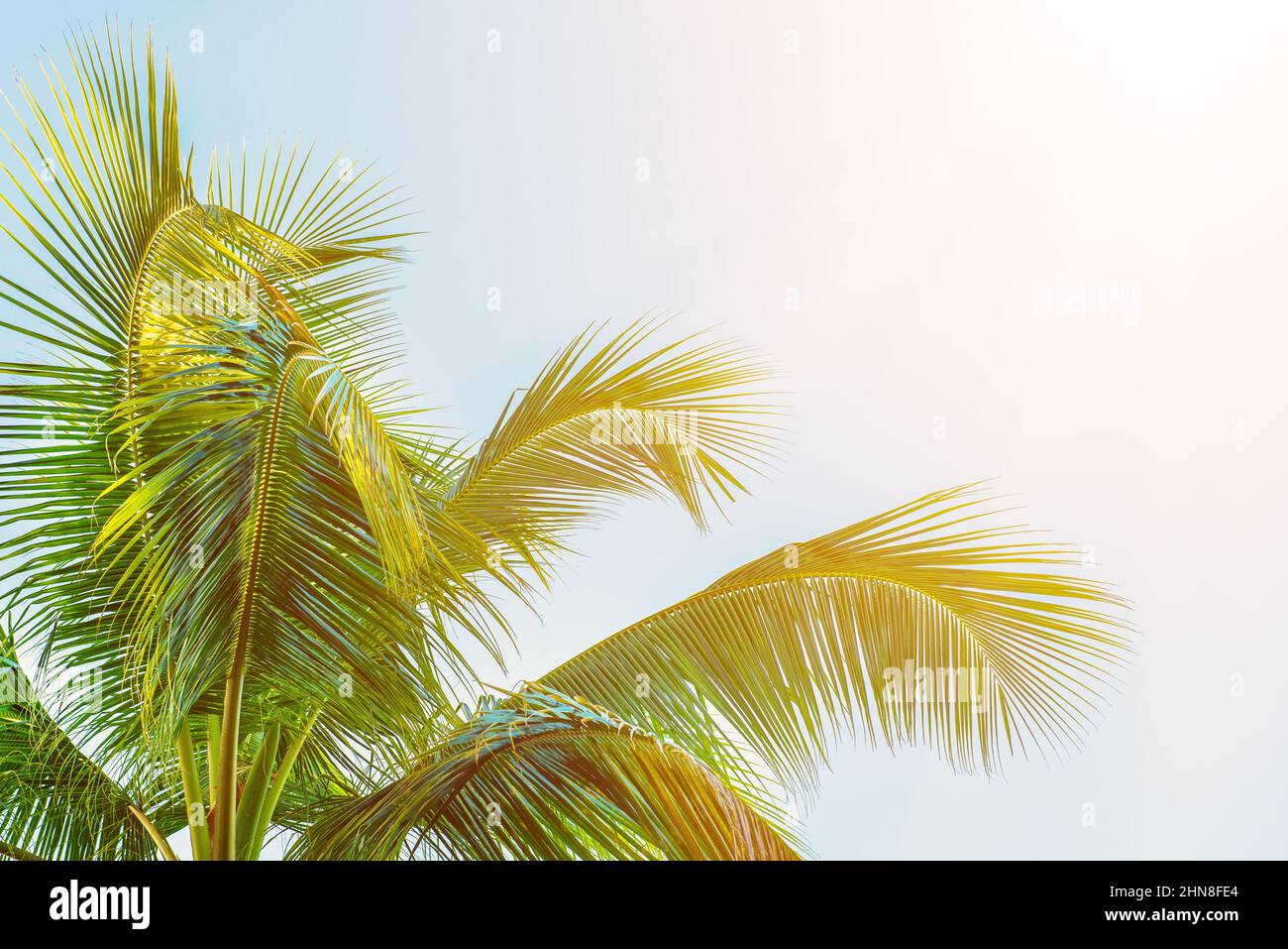 Tropical Background with palm Stock Photo - Alamy